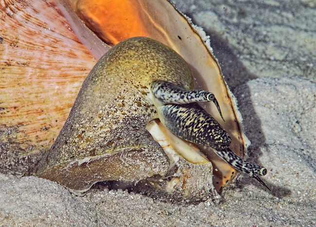 Lambí o Caracola Reina. - Fauna Dominicana