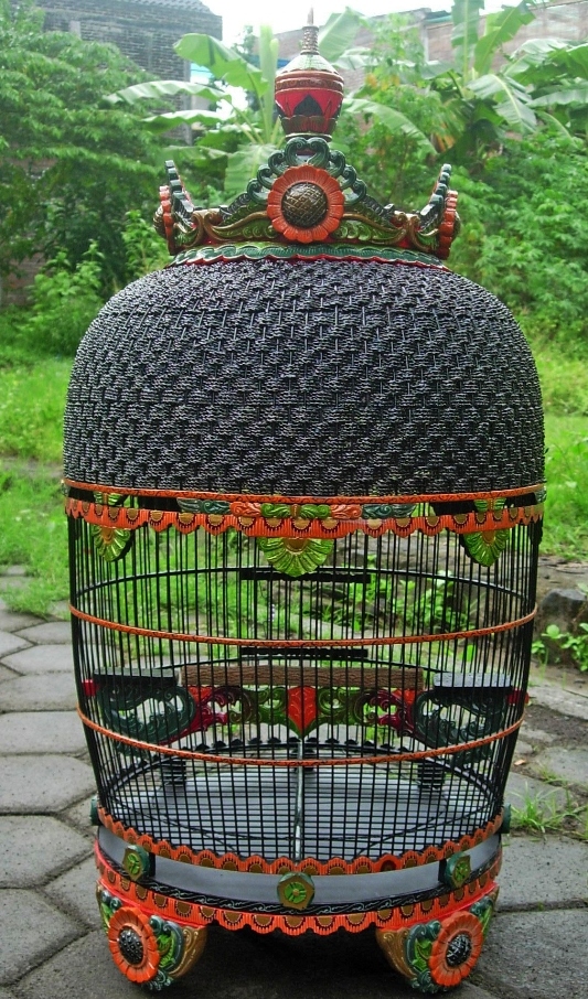 Jenis Burung Kedasih Hitam Burung Hantu Celepuk : Jenis, Makanan Dan ...