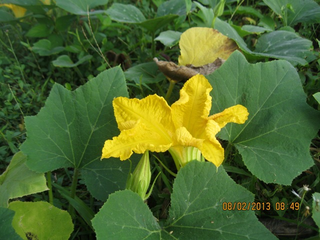 madisyak.blogspot: BUNGA LABU