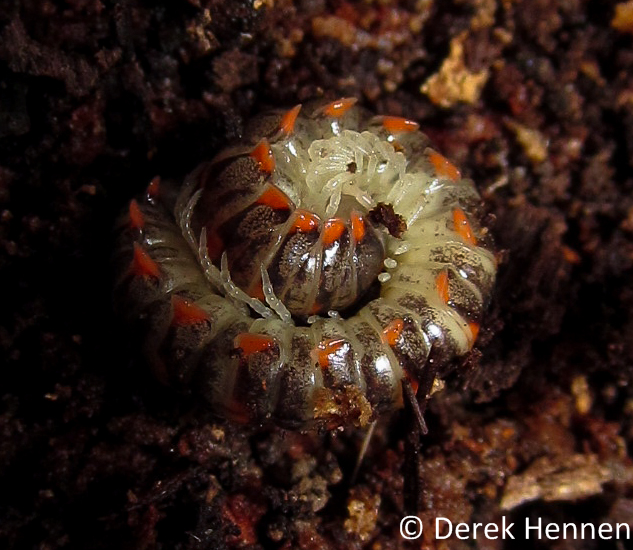Normal Biology: A Primer on Ohio Millipedes