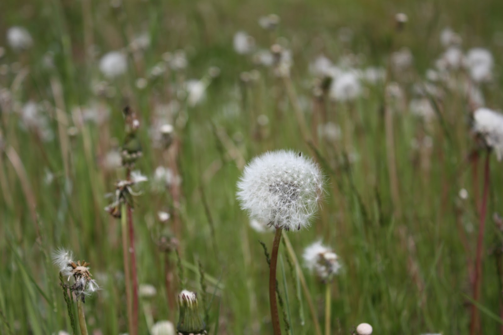 Robbie Chrisman: Photography in Alaska