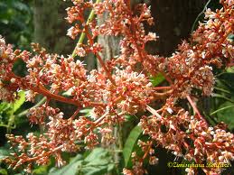 Ini Dia: BUDIDAYA TANAMAN MANGGA KUINI