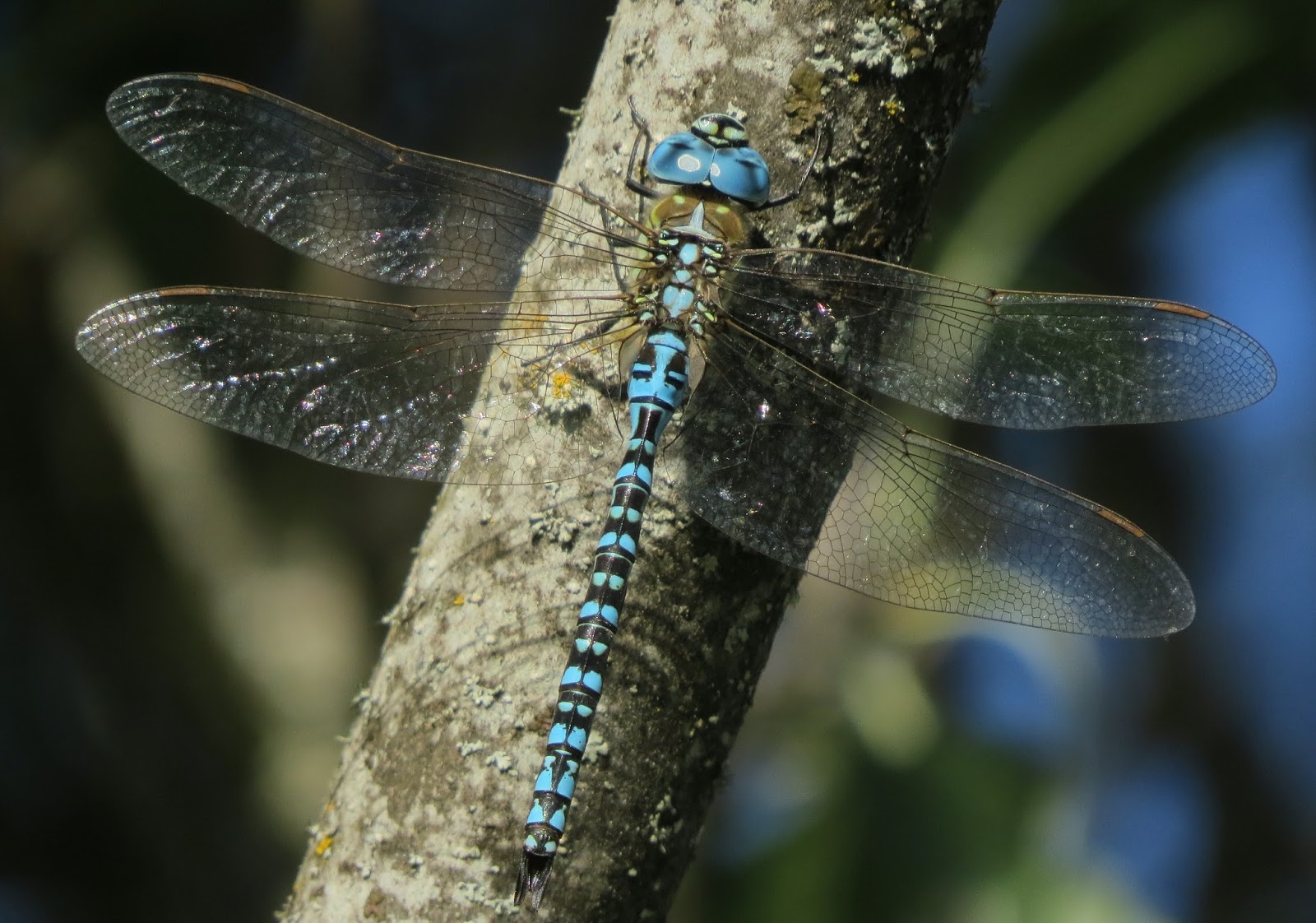 El Zorzal Charro: Vuelven las libélulas (III)