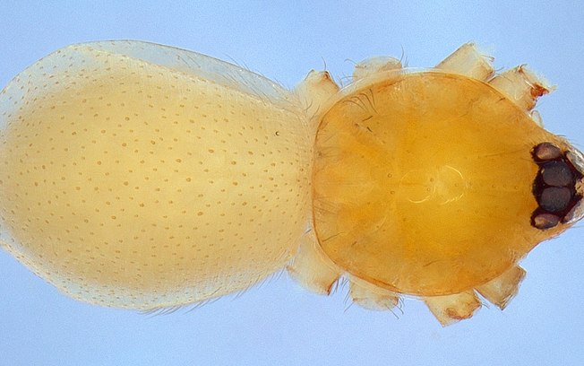 O que aranhas da Mata Atlântica brasileira e o personagem Predador tem ...