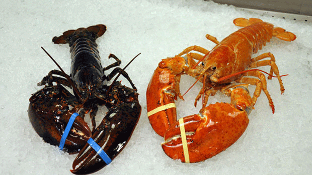 Marmorkrebs: The curious case of crustacean colours