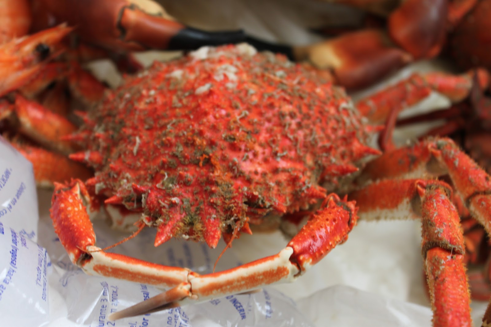 KESITO: BICHOS DEL MAR