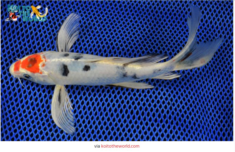 Jenis-Jenis Ikan Koi Dan Gambarnya - cara ternak ikan