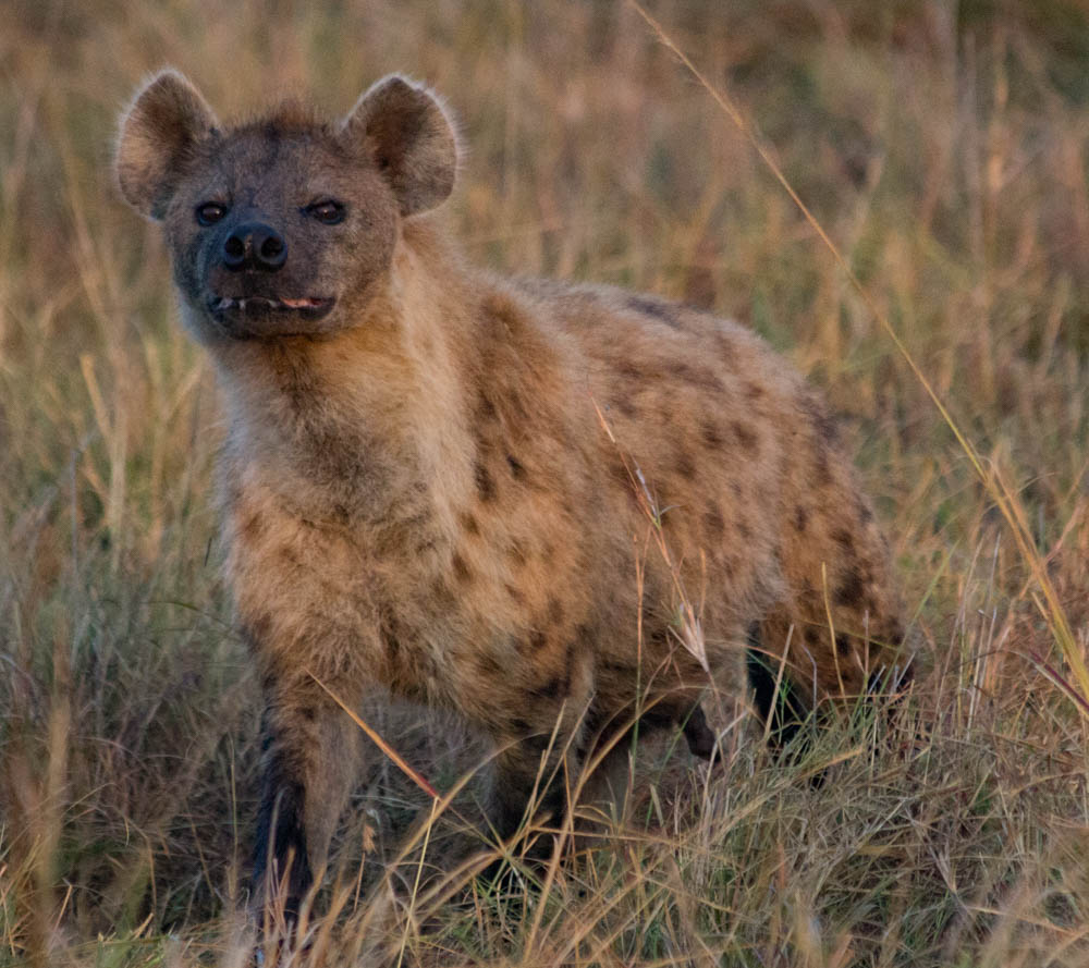 Notes From Kenya: MSU Hyena Research: Goin' Courtin'