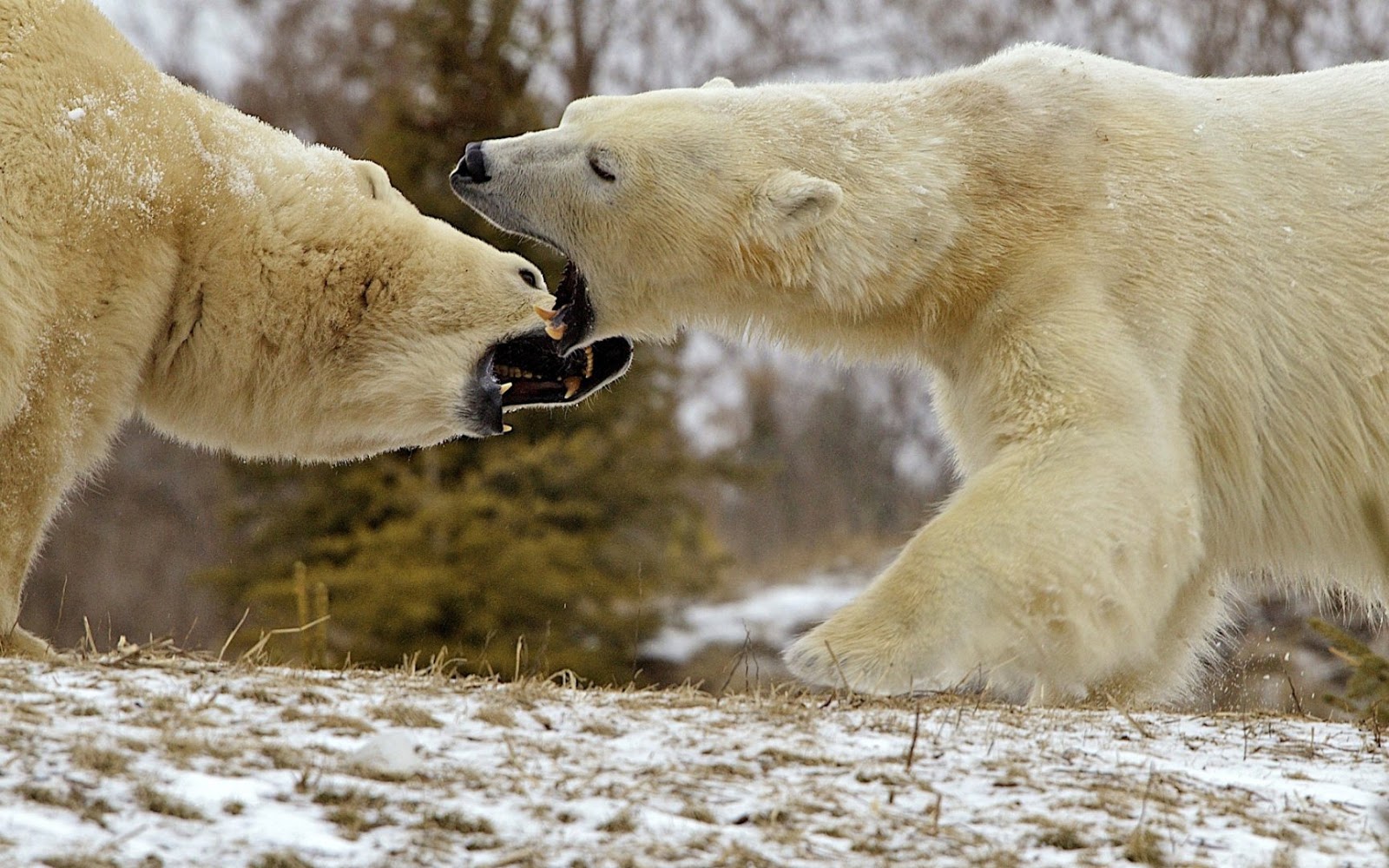 Bears Fighting Wallpaper
