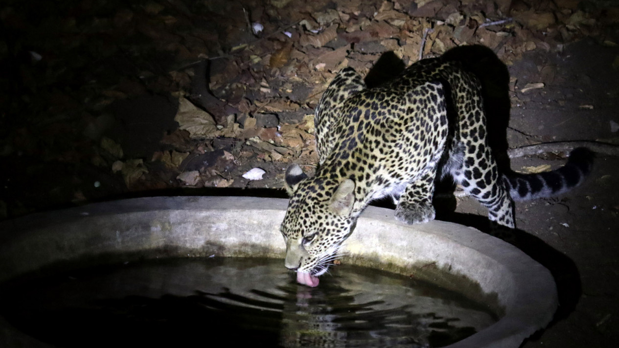 Infounik dan Menarik: MACAN TUTUL TERTANGKAP KAMERA JEBAK DI TN.BALURAN