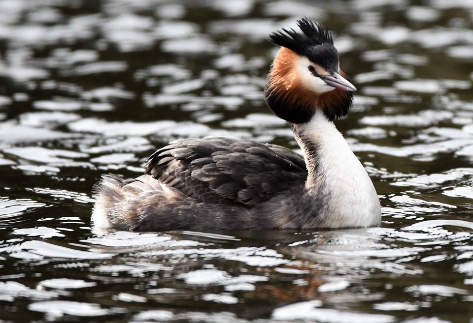 Andrew Robin photography.: Crested Greebe