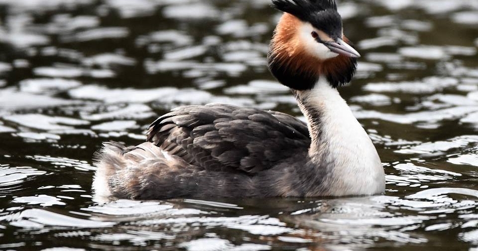 Andrew Robin photography.: Crested Greebe
