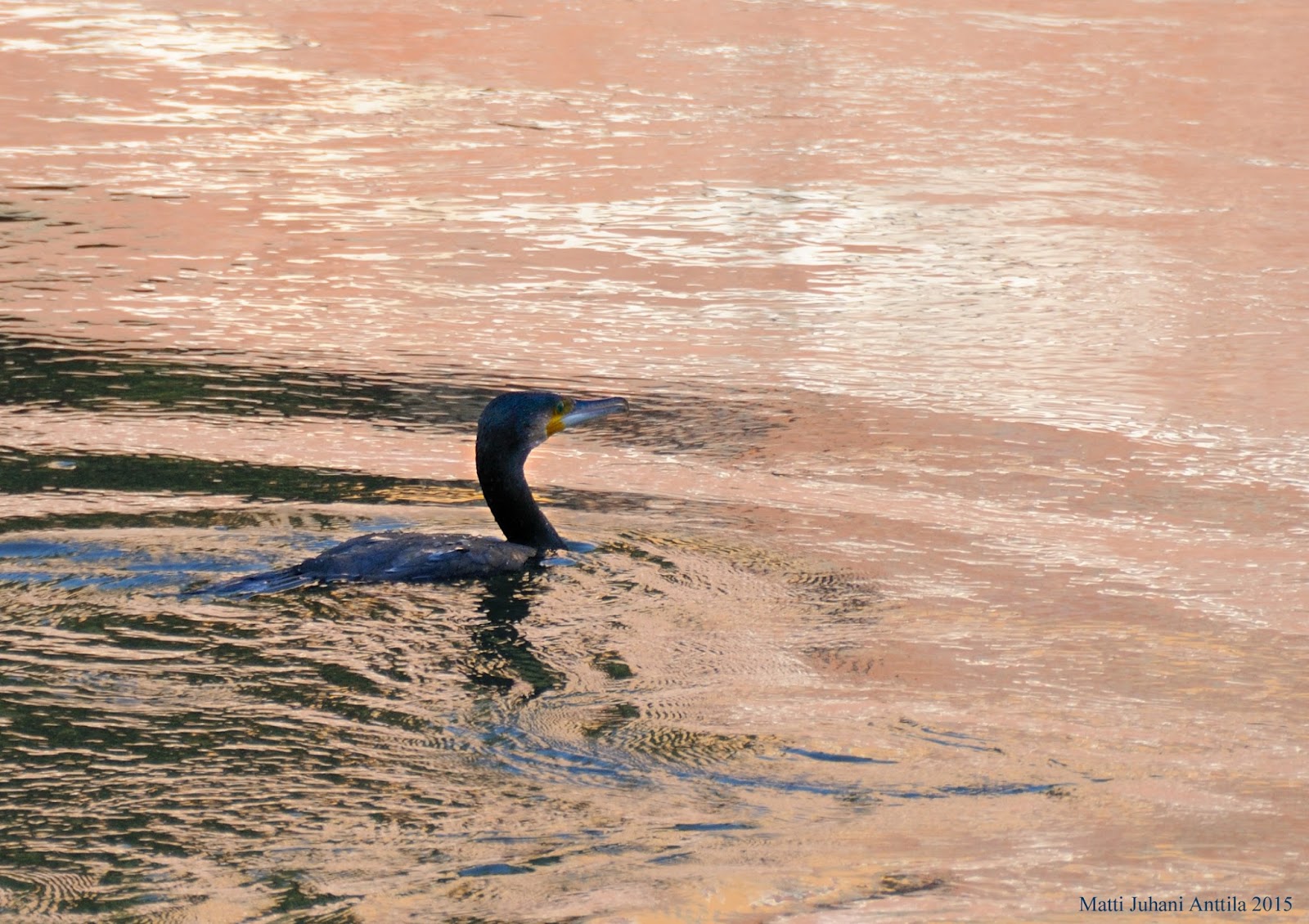 Matti's nature photos: Merimetso Tiberjoella?