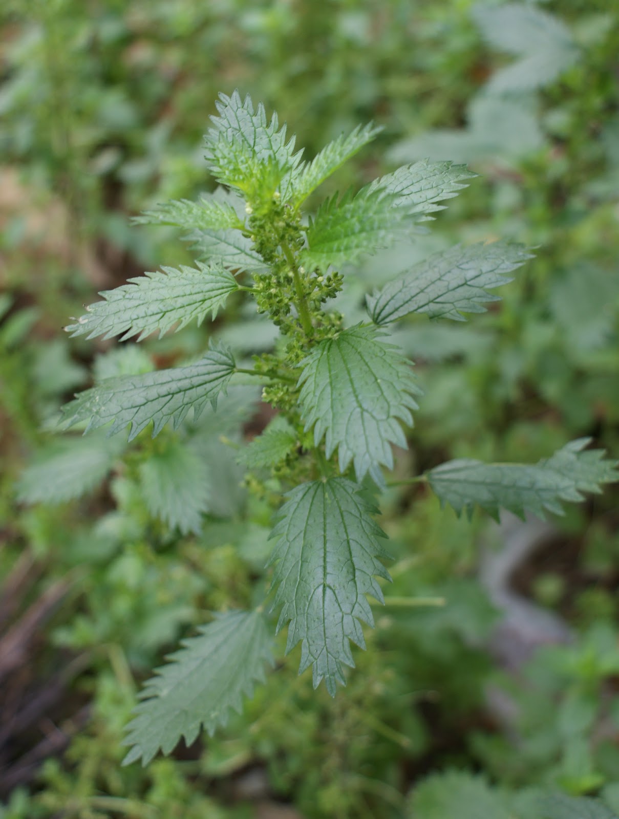 Montreal Wilderness: Urticaceae (The Nettle Family)