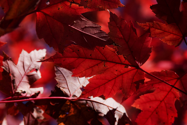 Imagini cu frunze de toamna