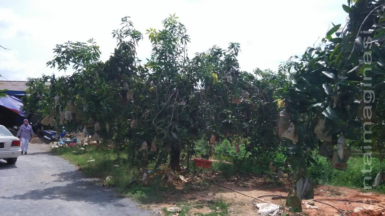 Mempelam Harum Manis Perlis Sedap - CiLiFES