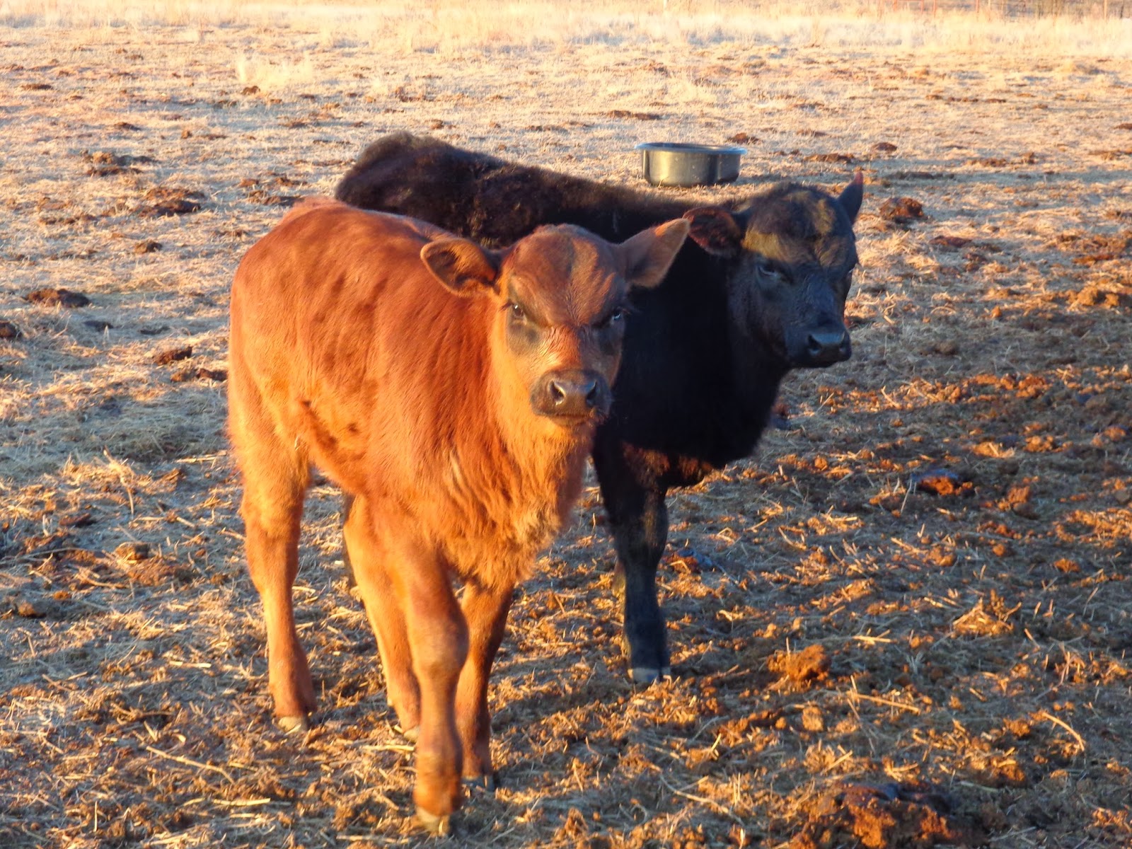 Surrey Hills Farm: Those "Sure Enough Good-Looking" Calves