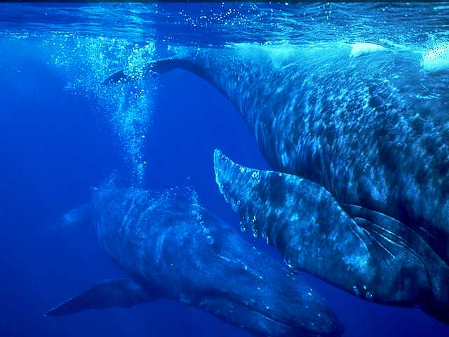 BALİNA RESİMLERİ-Manzaralar