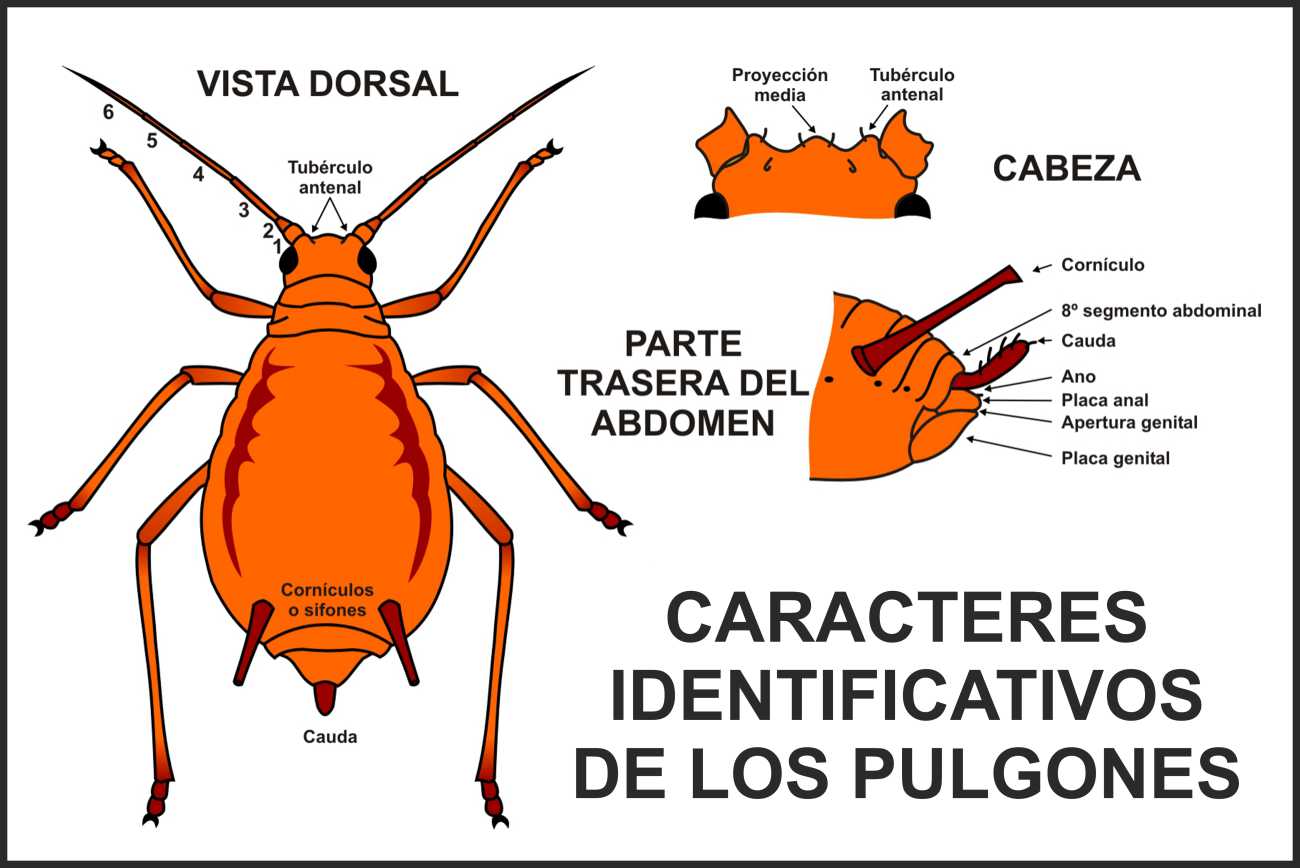 ARTE Y JARDINERÍA : Pulgones