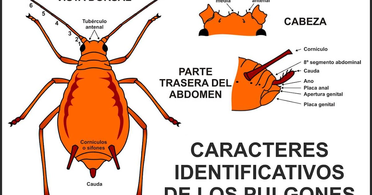 AFIDOS O PULGONES - INFORMACIONES AGRONOMICAS
