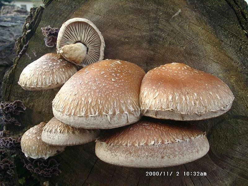 Plopul și ciupercile sale | Ciupercomania, totul, cu si despre ciuperci