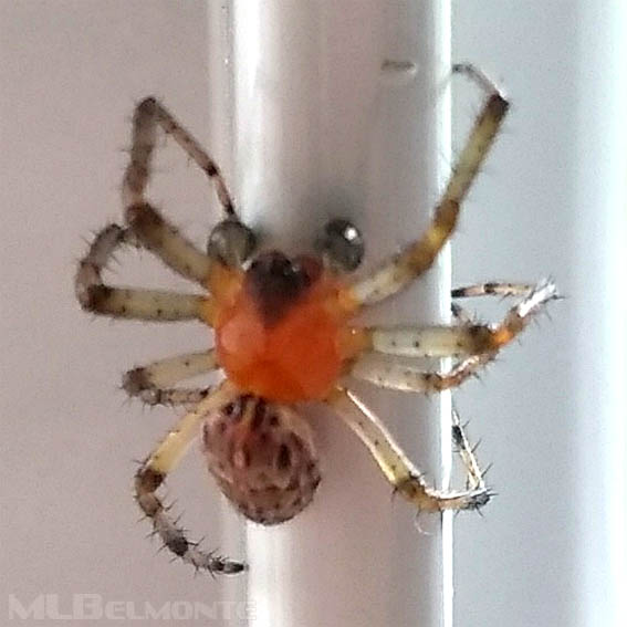 Insetologia - Identificação de insetos: Aranha Alpaida em Santa Catarina