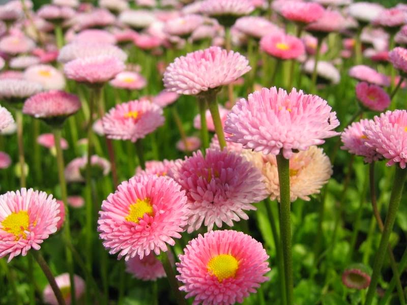 PETALOS COMESTIBLES, FLORES Y COCINA: PÉTALOS DE COQUETA