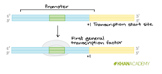 ¿Qué es un factor de transcripción? ~ Ciber-Genética