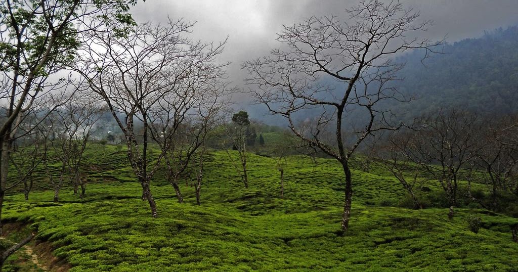 Small Beautiful Bungalow House Design Ideas: Darjeeling Tea Garden Bungalow