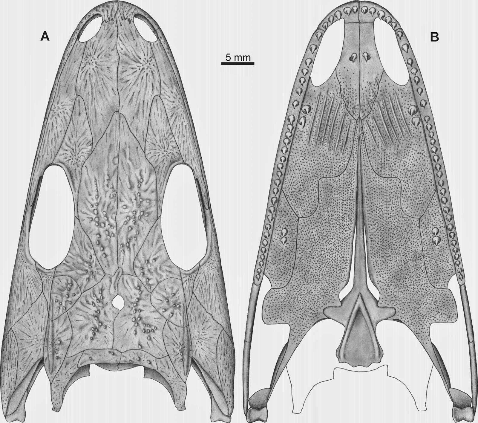 Sciency Thoughts: An early Tetrapod from the Late Carboniferous of the ...