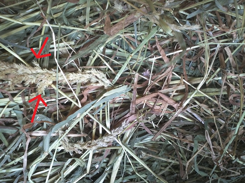 Small Horse Farm: How to Identify and Choose Hay for Horses