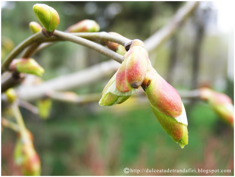 Dulceata de trandafiri: Tarta de pere cu fistic
