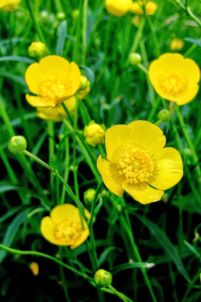 BOGLARKA FLOWER photos - wallpapers | the fun bank