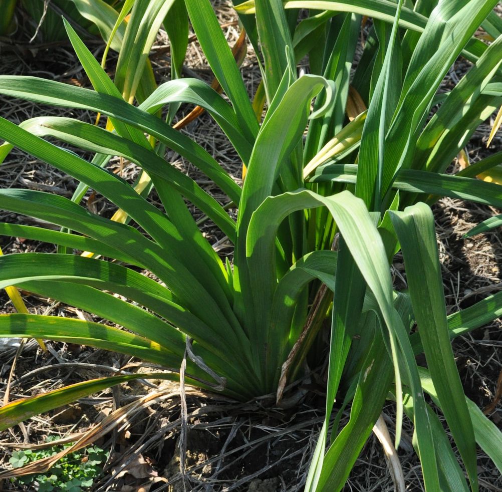 Creating Interest: Daylilies in Autumn