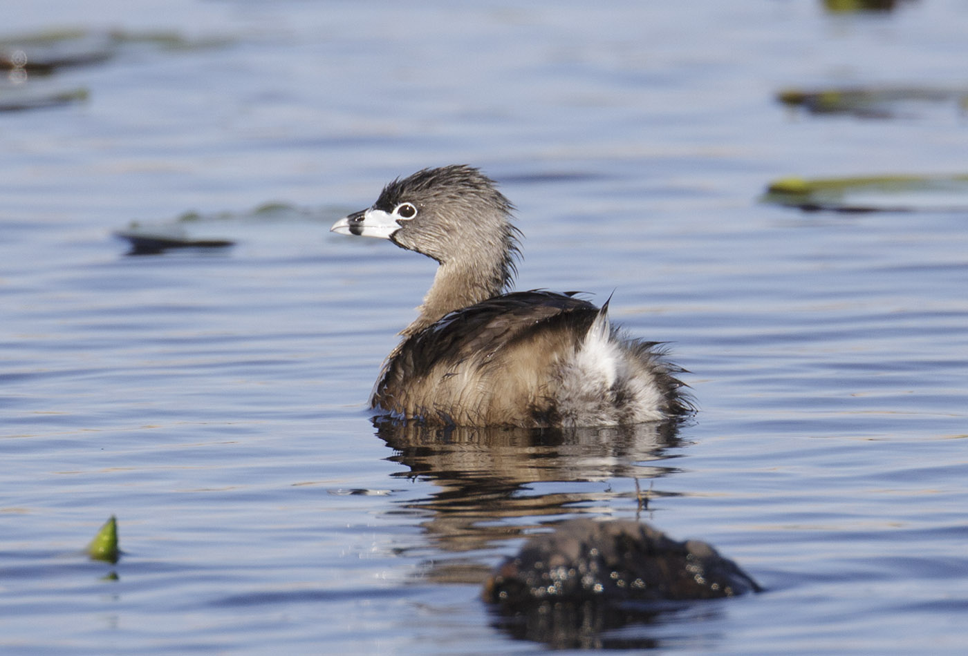 pewit: Pied-billed Grebe