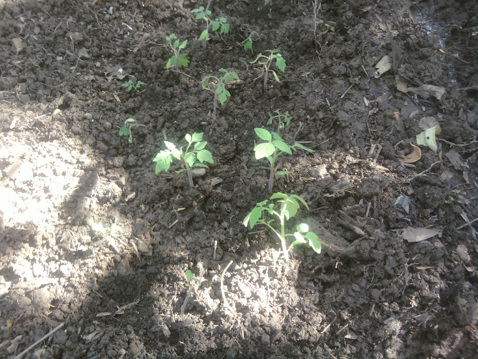 Producción Agrícola en Casa: TRANSPLANTE TEMPORAL DE LAS PLANTULAS ...