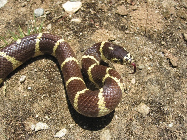 Spectrum: Fava Beans and King Snake!