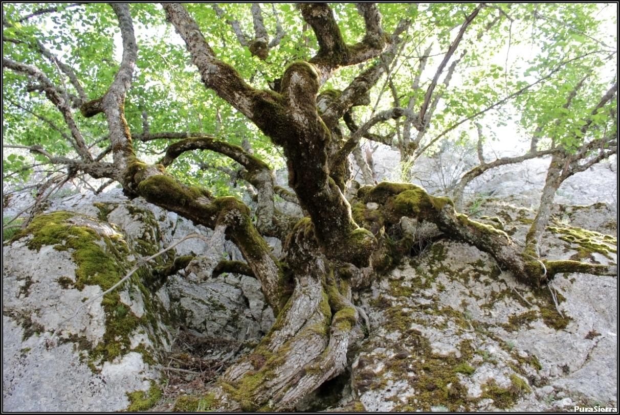 PuraSierra: Los escasos, recónditos y venerables tilos. Usos, toponimia ...