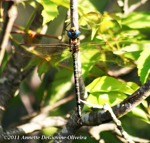 Dragonfly Dazed: Swamp Darners (Epiaeschna heros) on Fire Island