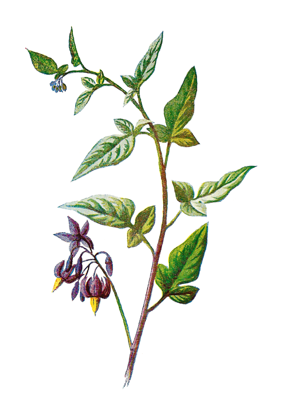 Antique Images: Stock Wildflower Free Download Digital Flower Clip Art ...