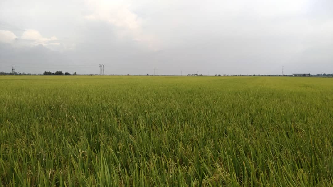 Keindahan pemandangan sawah padi di Tanjong Karang Selangor - Catatan ...