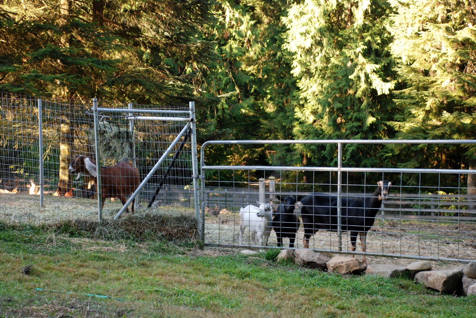 Applegarth Farm: The Goat Herd and Fall Breeding