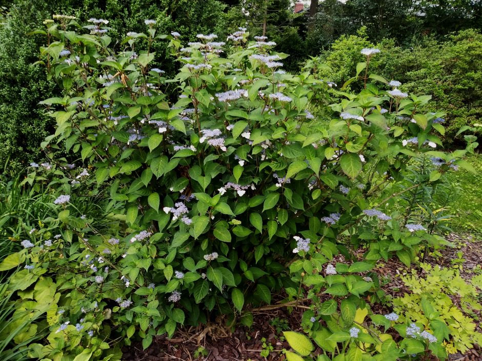 Future Plants by Randy Stewart: Hydrangea - Other Species