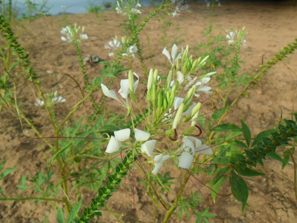 Muçambê Para Que Serve - RETOEDU