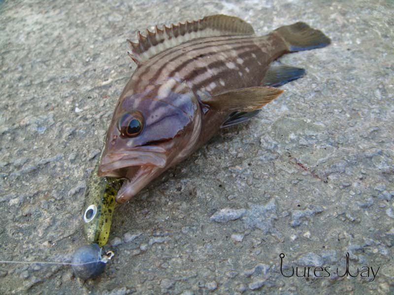 Lures Way: Rock Fishing (LRF/HRF)