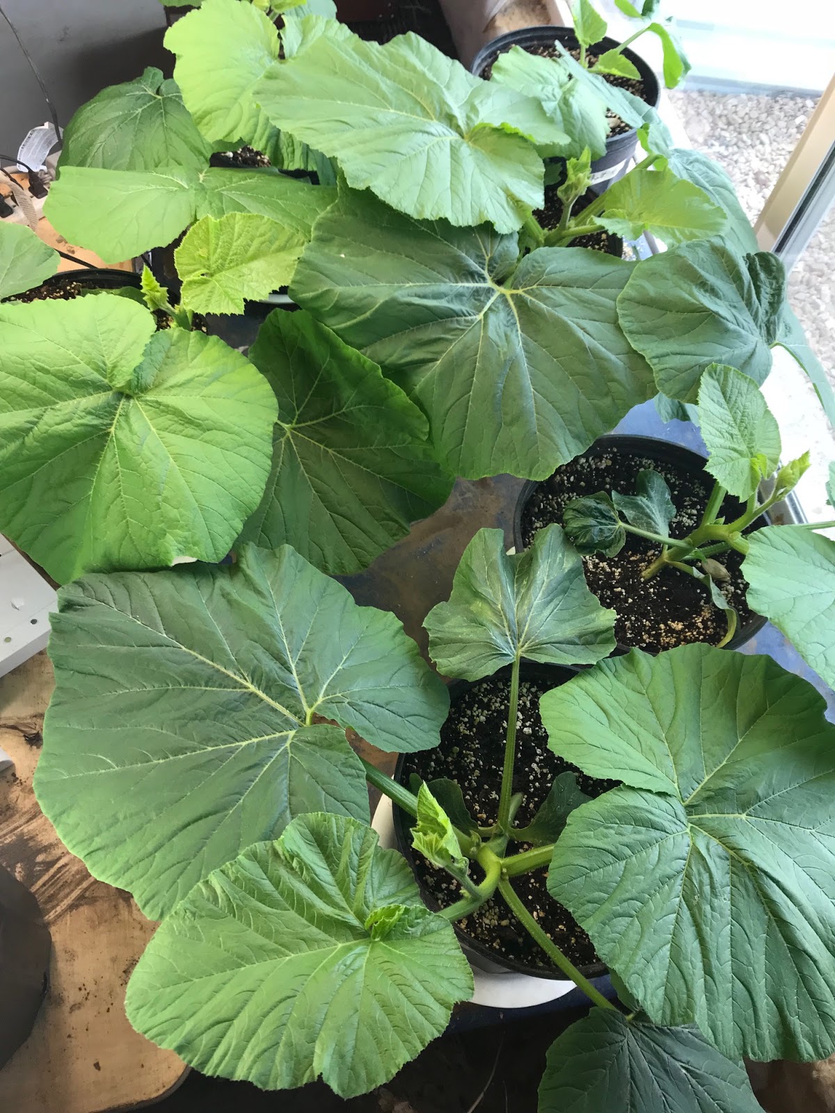 Giant Pumpkin Growing Tips From The Pumpkin Man Latest Pumpkin Plant giant-pumpkin-growing-tips-from-the-pumpkin-man-latest-pumpkin-plant