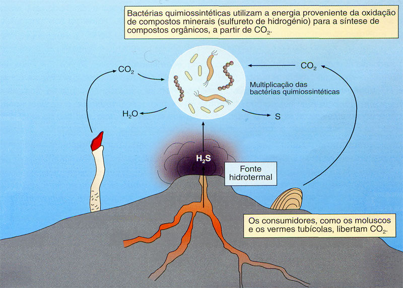 BIOLU: QUIMIOSSÍNTESE