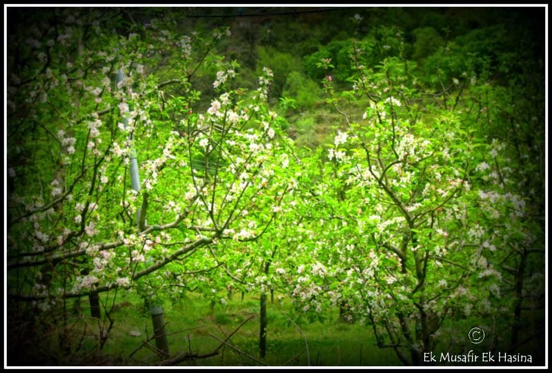 Ek Musafir Ek Hasina: Musafir & Hasina’s Great Kullu Adventure Part 2 ...