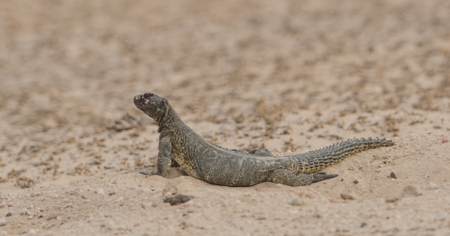 Birds of Saudi Arabia: Arabian Spiny-tailed Lizard – Jebal Hamrah