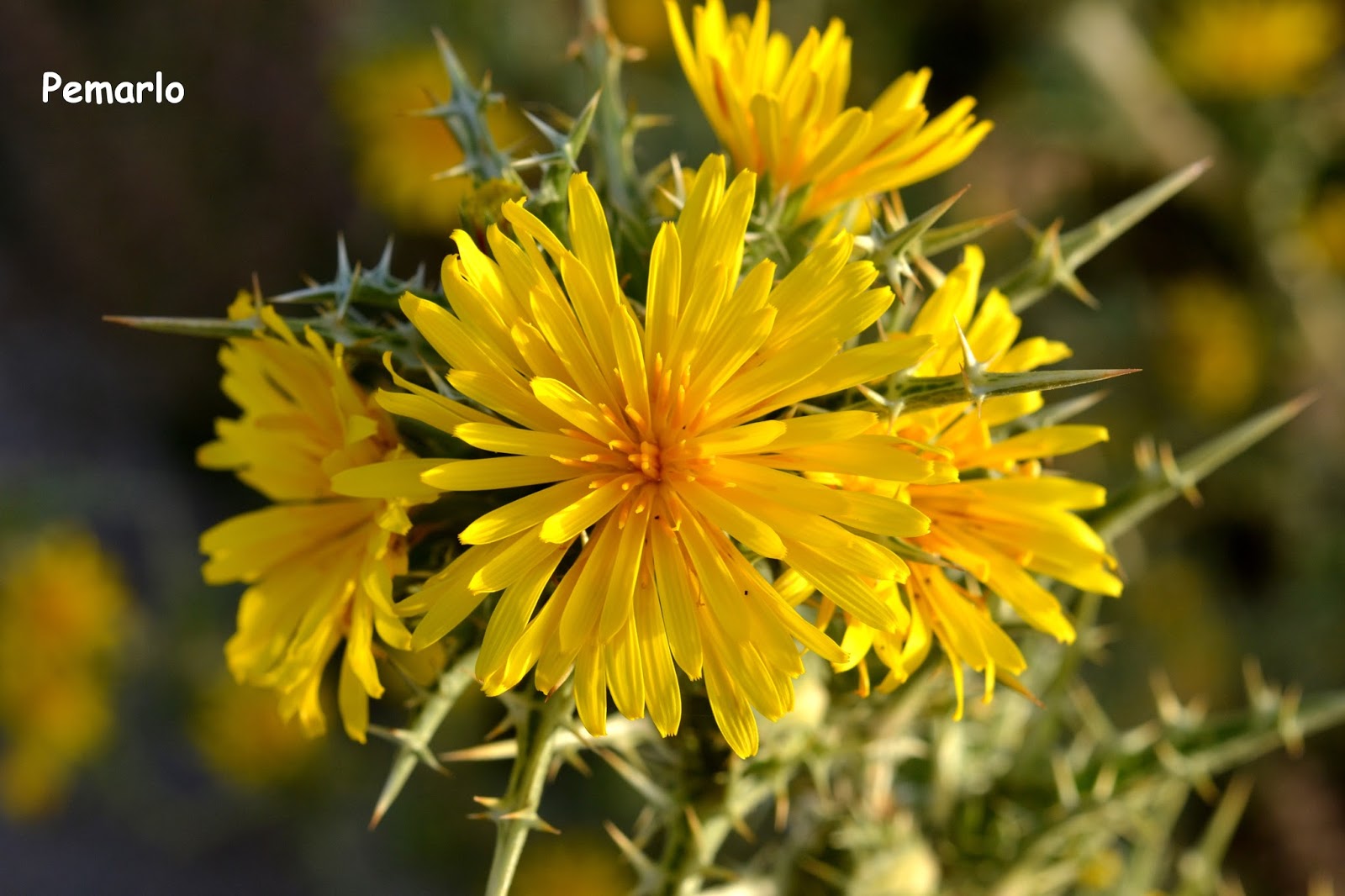 Plantas de Murcia: SCOLYMUS HISPANICUS (Tagarnina o Cardillo) EN EL ...